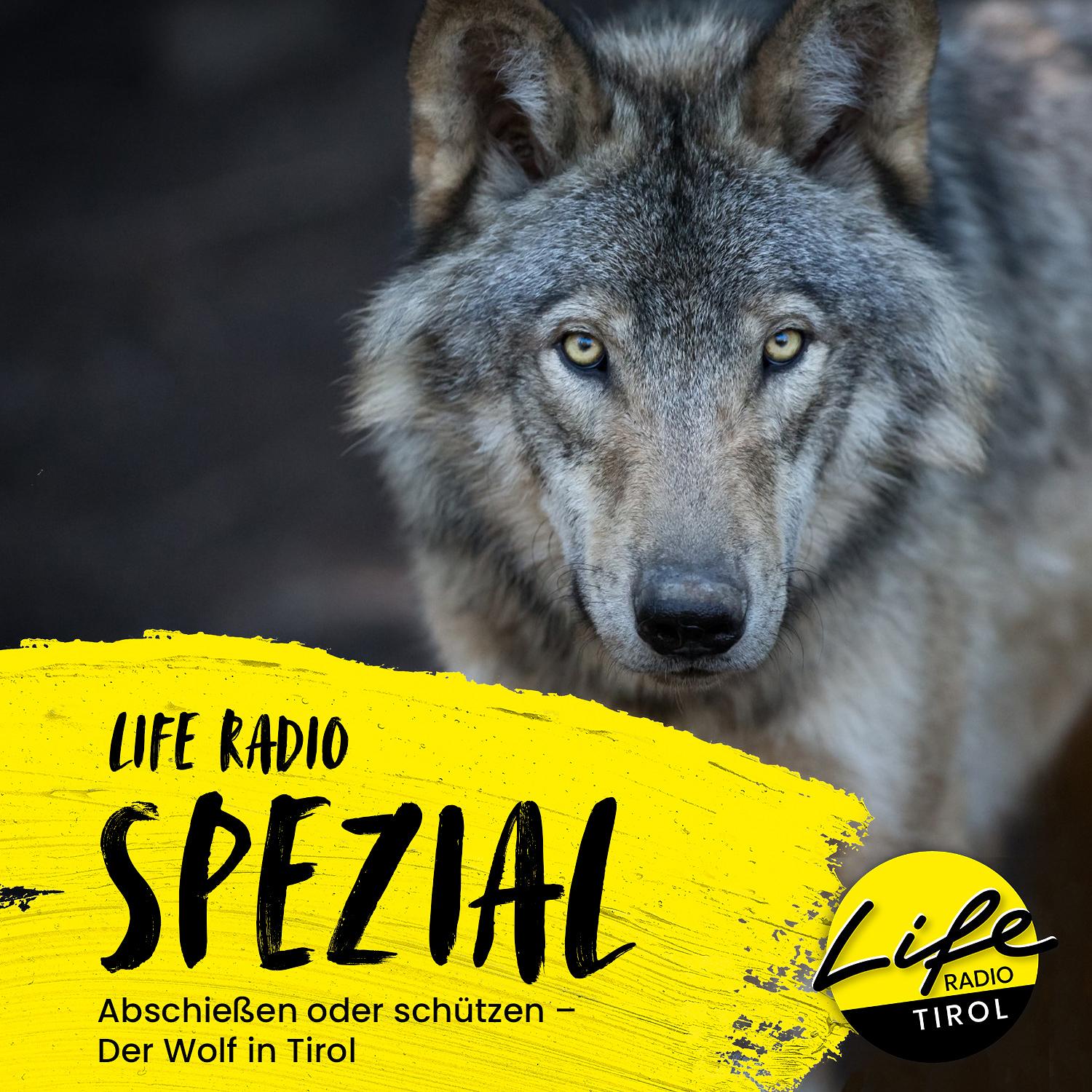 Life Radio Spezial: „Abschießen oder schützen – Der Wolf in Tirol ...